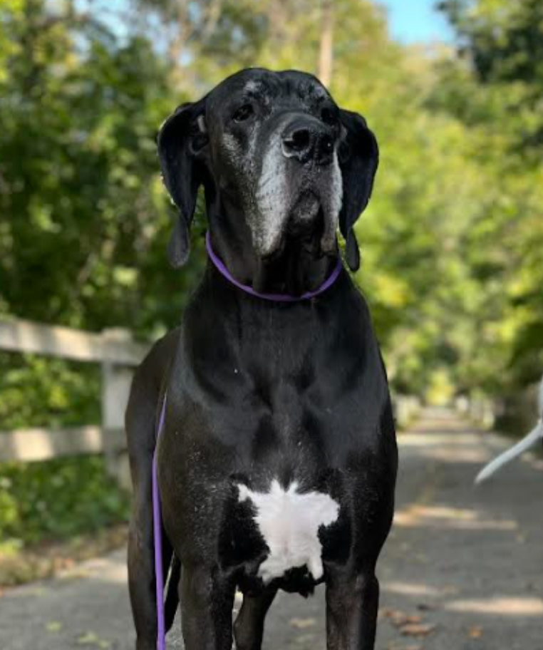 Northeast Canine - Our Dogs