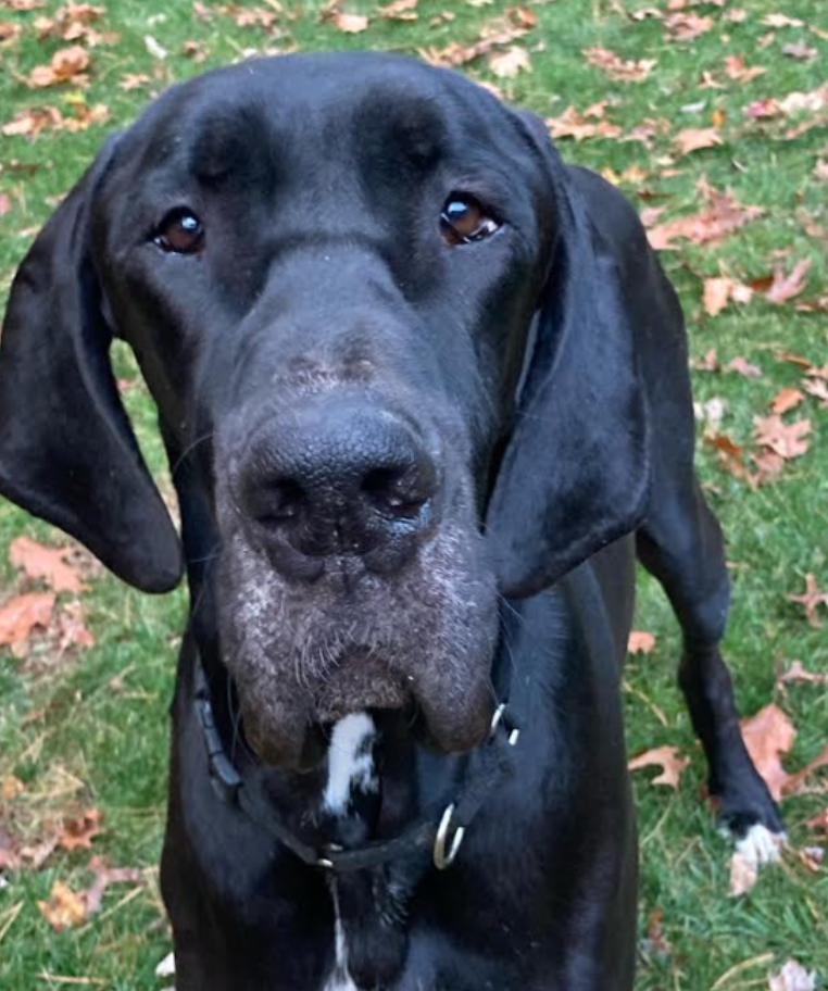 Northeast Canine - Our Dogs