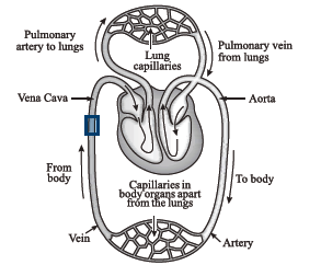 Describe the double circulation in human beings. Why is it necessary?