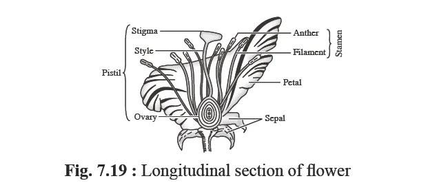 Draw a labelled diagram of the longitudinal section of a flower.