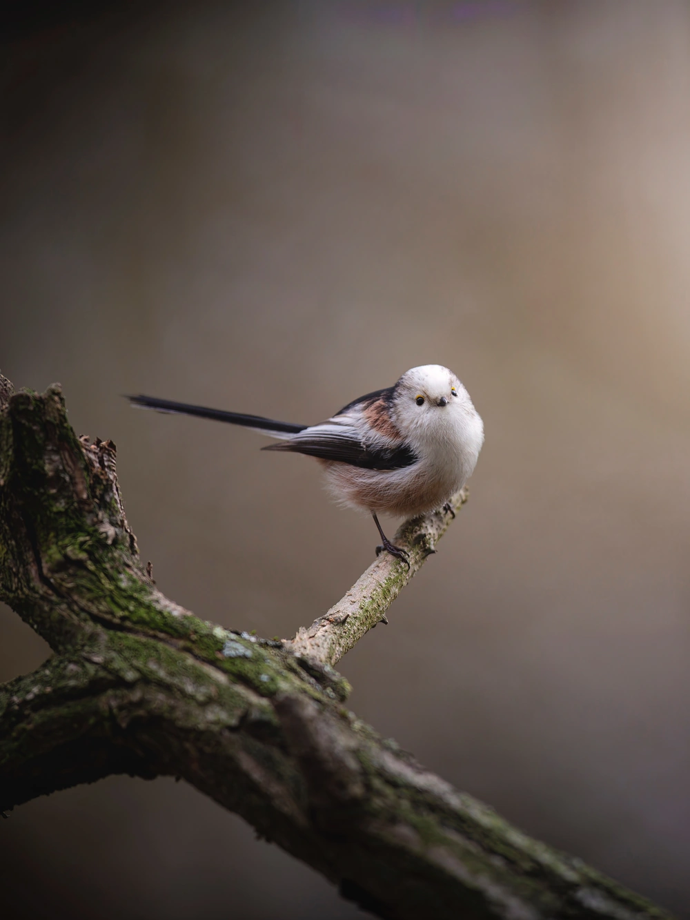 The Heart Overflows Through The Mouth | Devotional | Derek Prince ...