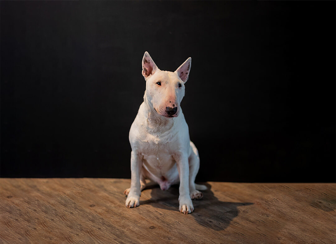 Ace bei Kantaa Work AG