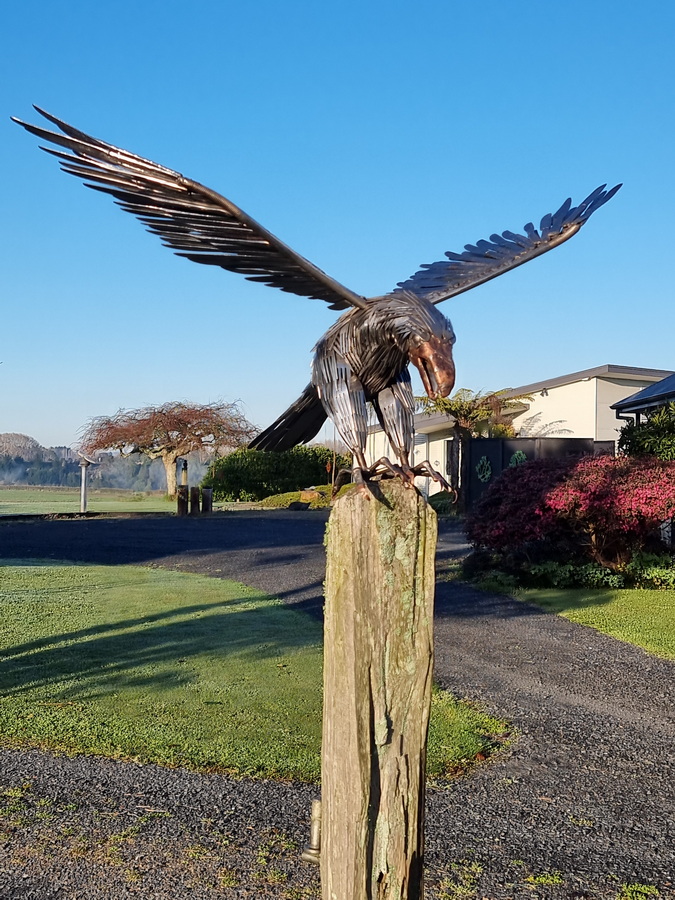 Haast Eagle | Artwork by Nathan Hull