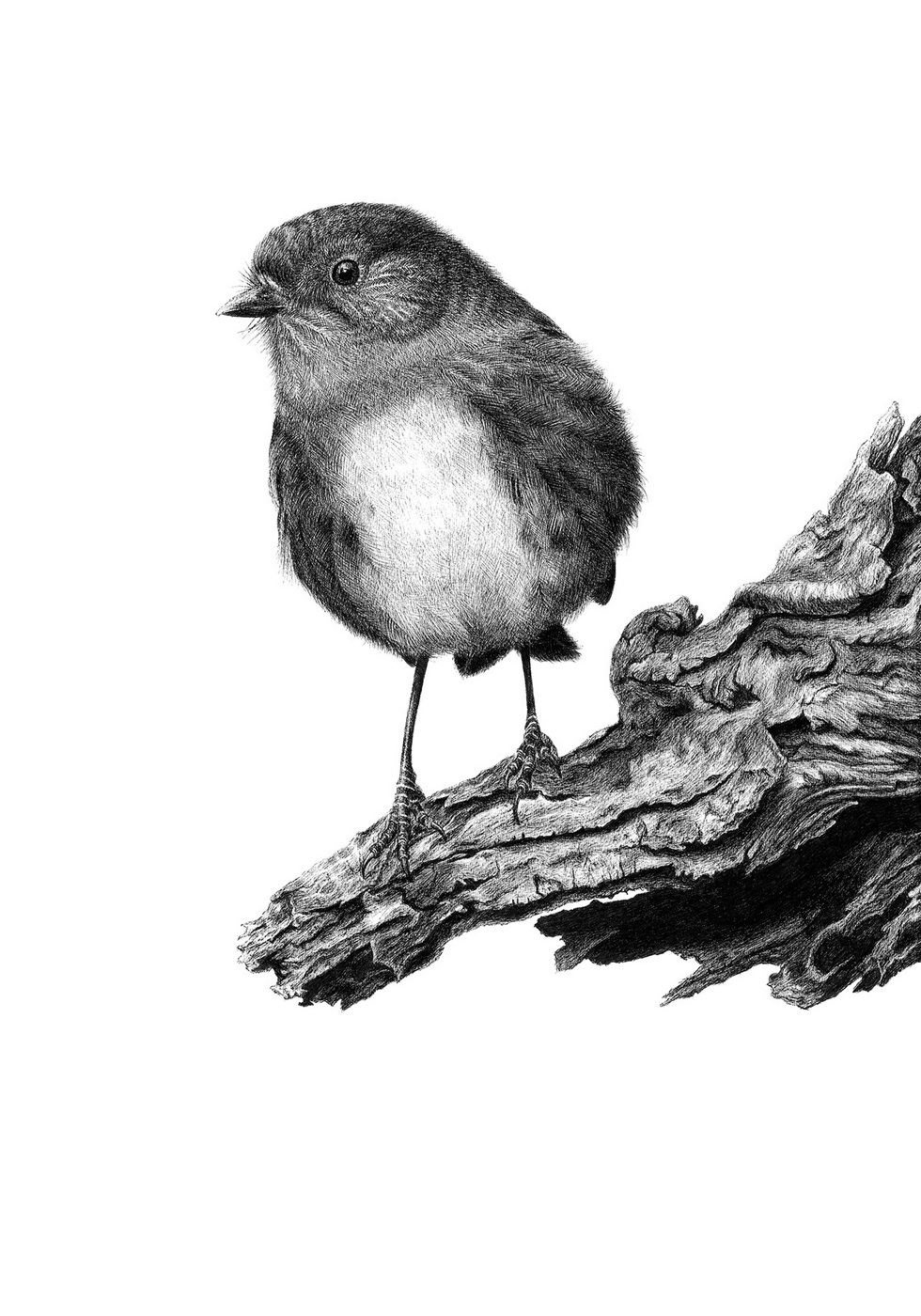 Inquisitive Robin (kakaruwai/South Island Robin) Limited edition print ...