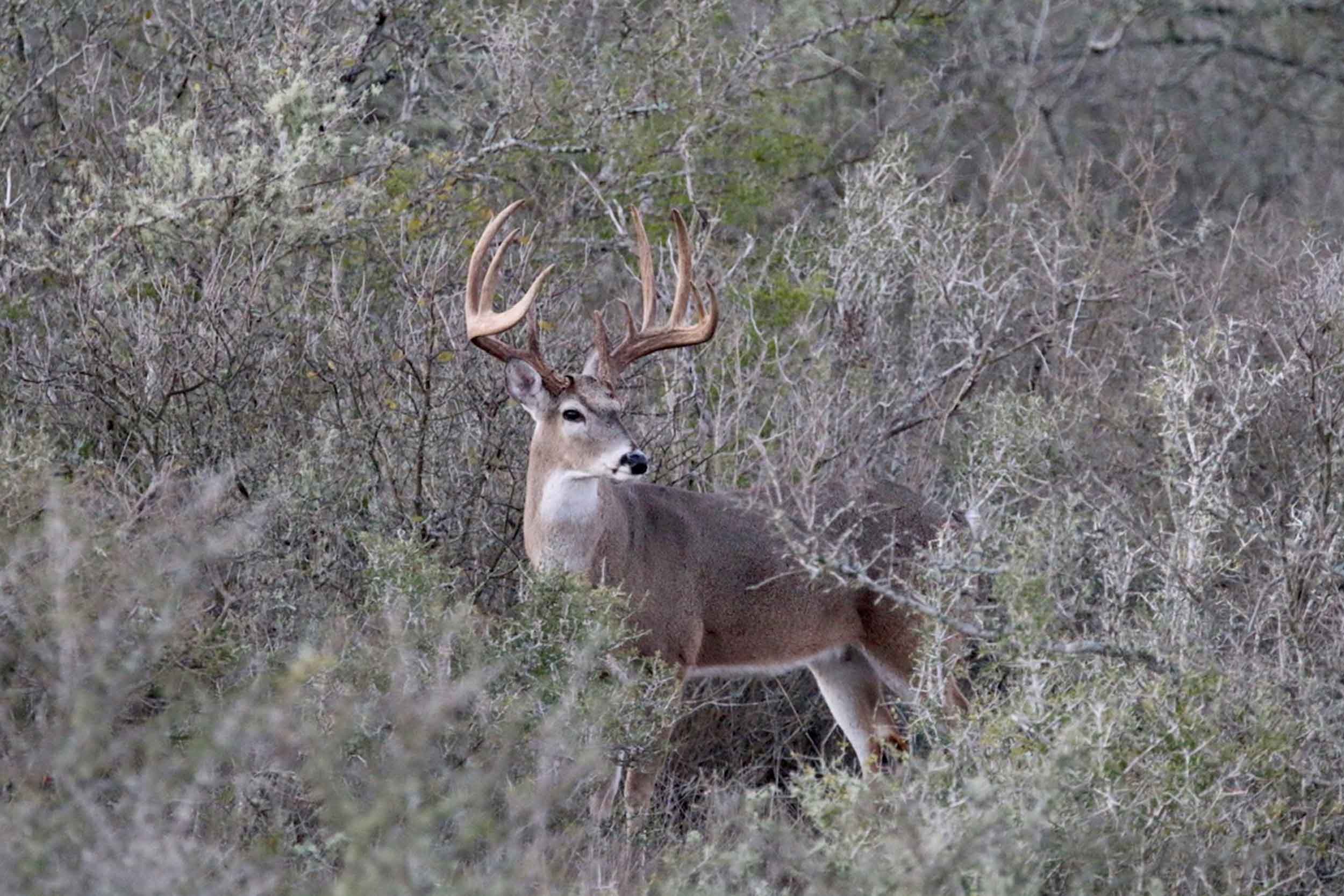 Best-In-Class Texas Whitetail Hunt | Wild