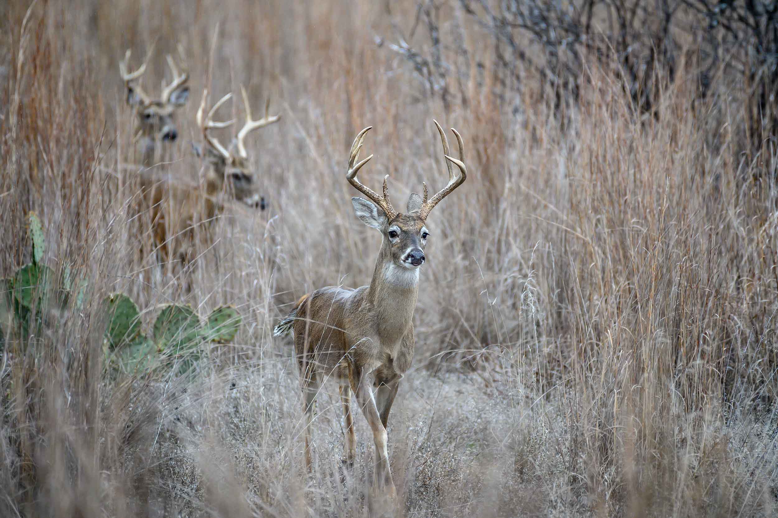 A Hunter's Paradise: Hunting Texas Whitetail Deer | Wild