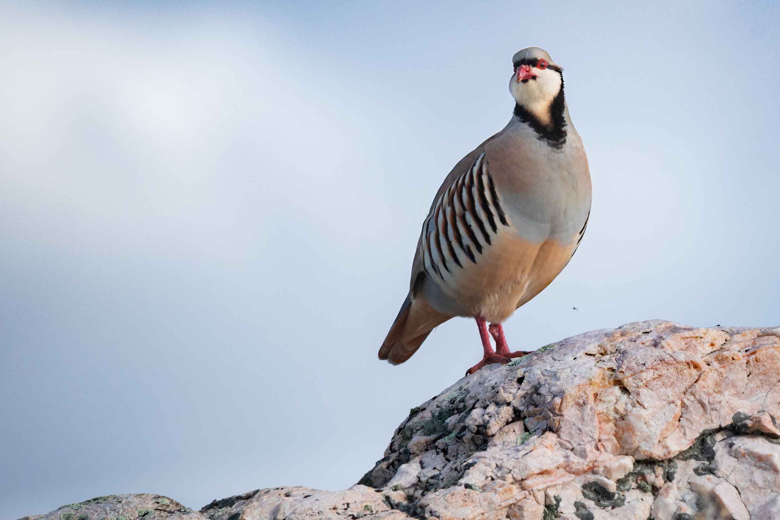 The Mecca Of Chukar Hunting Hells Canyon | Wild