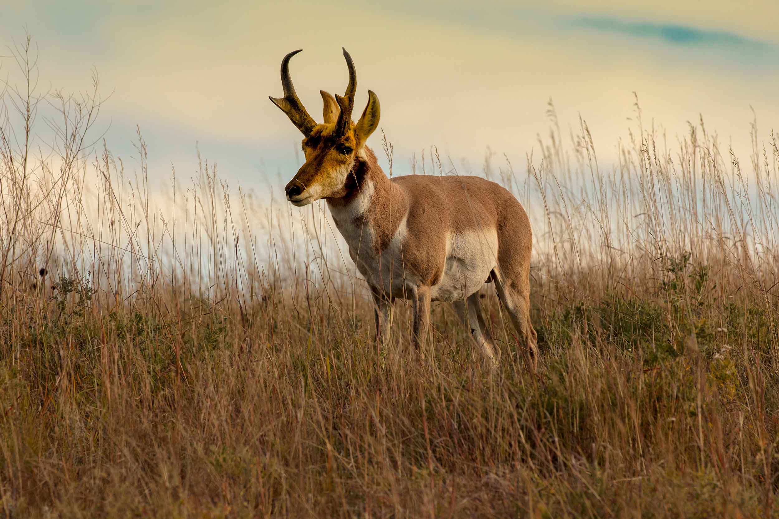 Wyoming Trophy Pronghorn Antelope Hunt | Wild