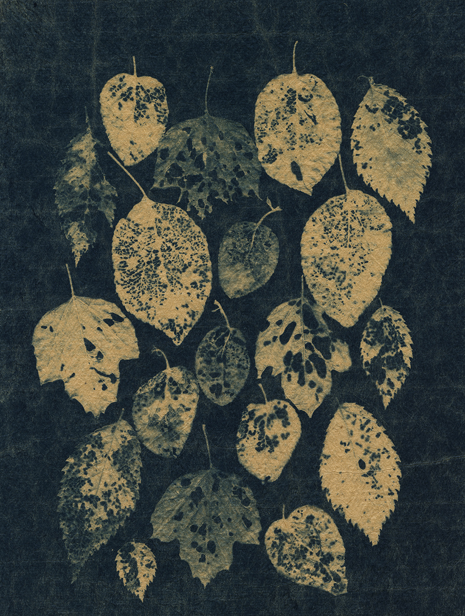 Cyanotypes: Alternative Process