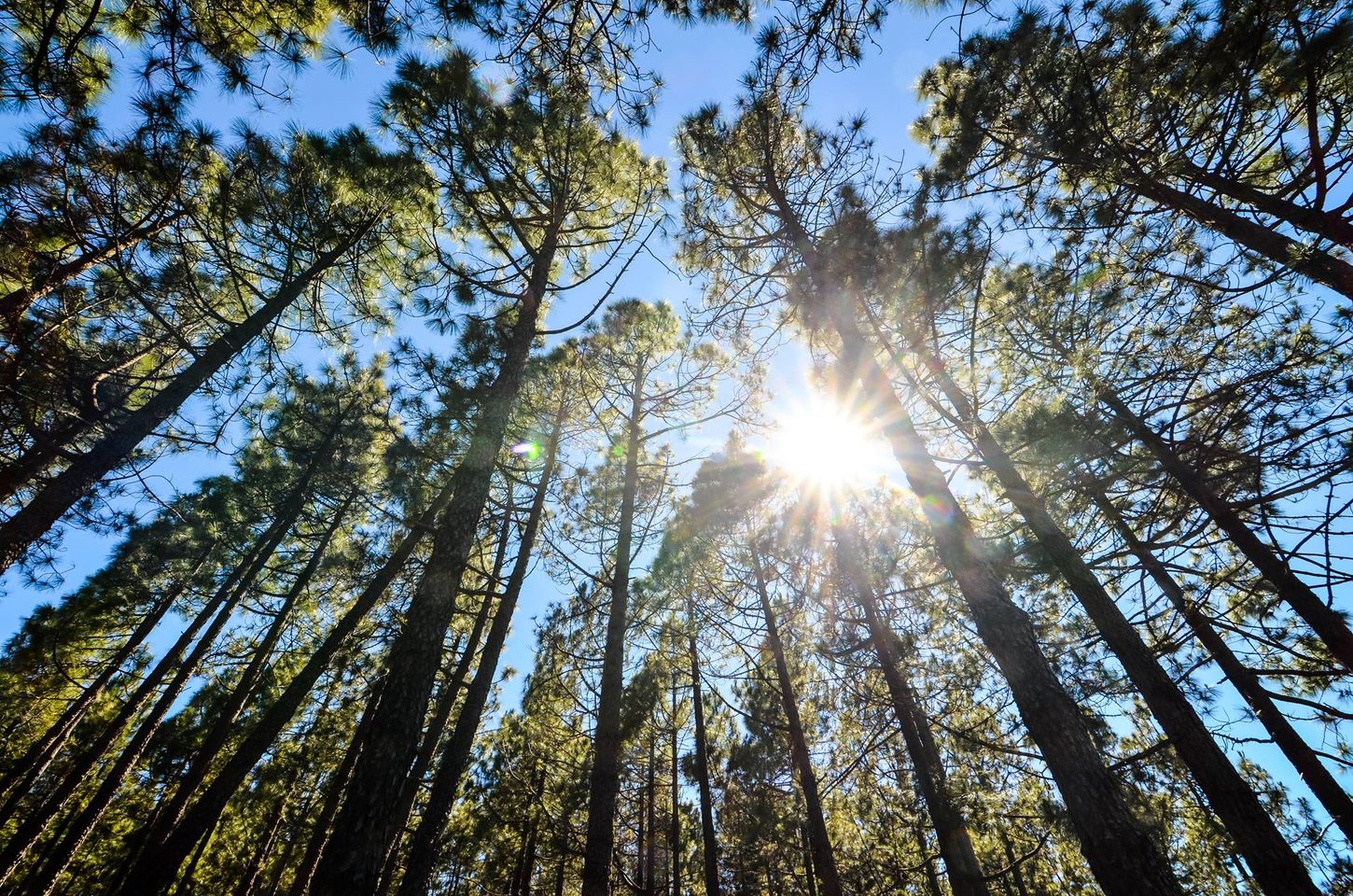 Blue Forest Conservation Partners with Clarity Movement Co. to Quantify ...