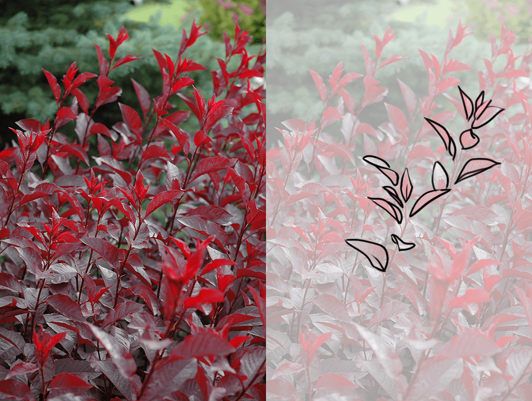 Mastering Foliage Drawing: A Comprehensive Guide