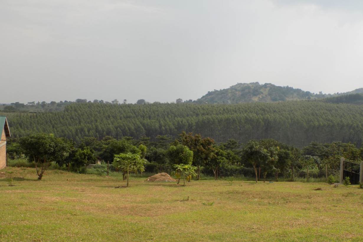 Uganda Is Helping Farmers Grow Trees for Money in Bid to Reverse Forest ...