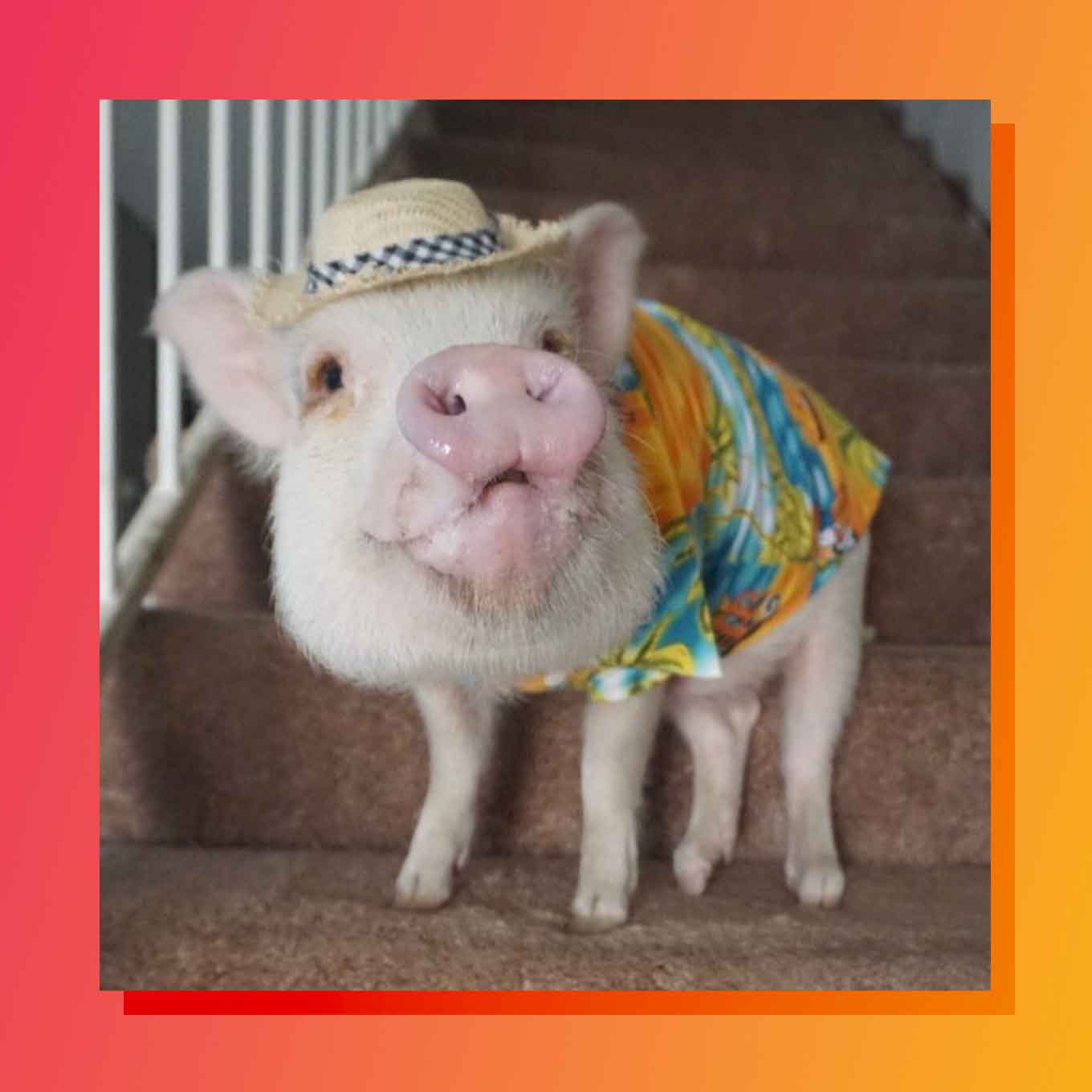 12 Pet Influencers Using Their Platforms For Good