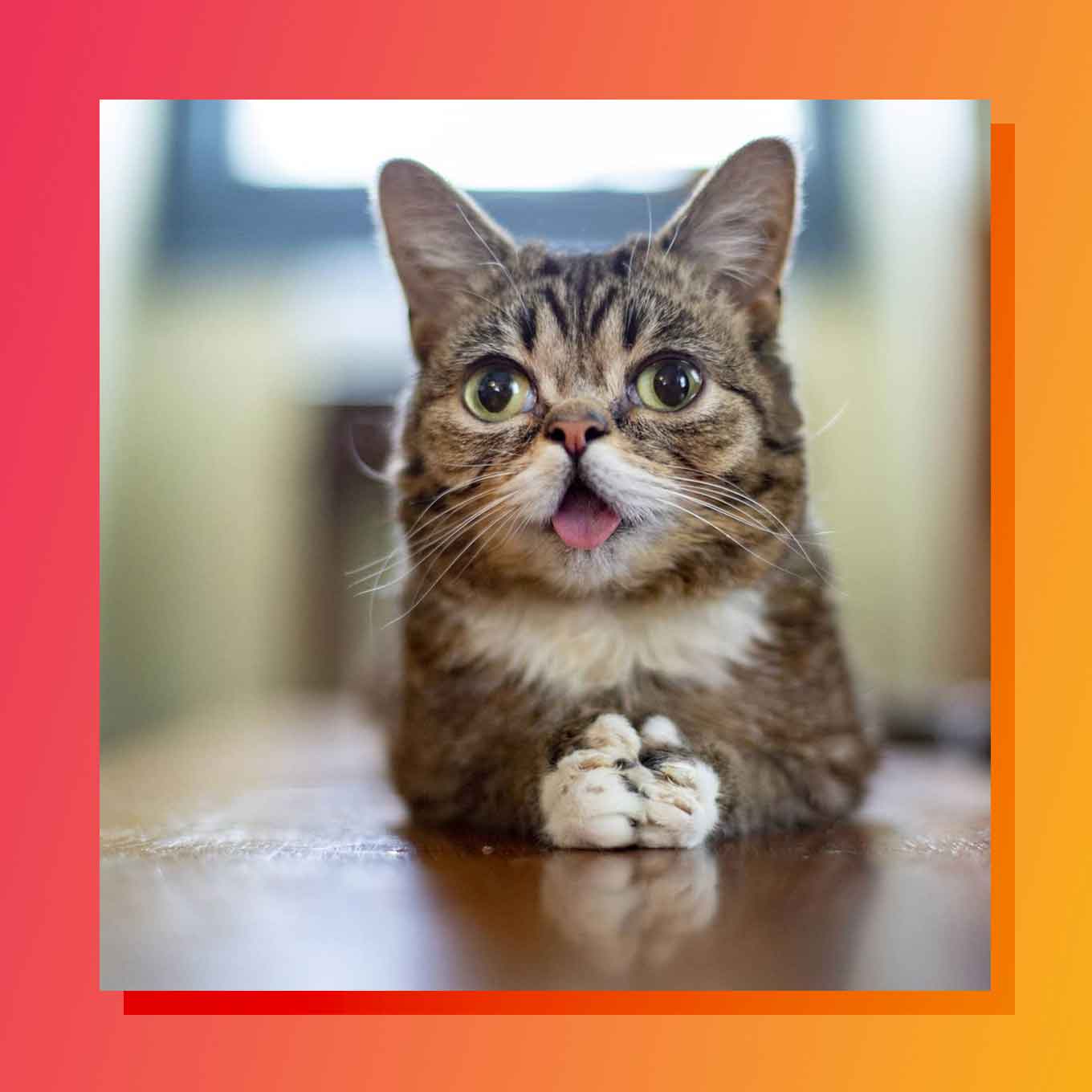 12 Pet Influencers Using Their Platforms For Good