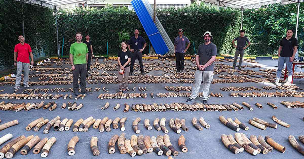 Meet The Biologist Who Became An Ivory Detective