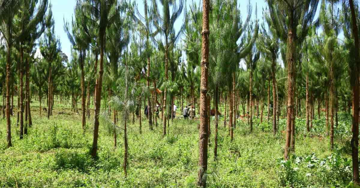 'Adopting' Trees Is Helping Both Forests and Incomes in Kenya