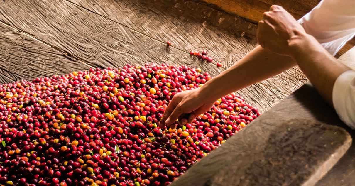 Why Cascara Is Good For the Planet, Coffee Farmers, & You