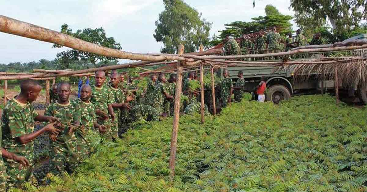 In Burundi, Former Combatants Who Razed Forests Now Raise Seedlings