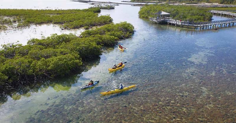 How Can Mangroves Help Turn the Tide Against Climate Change?