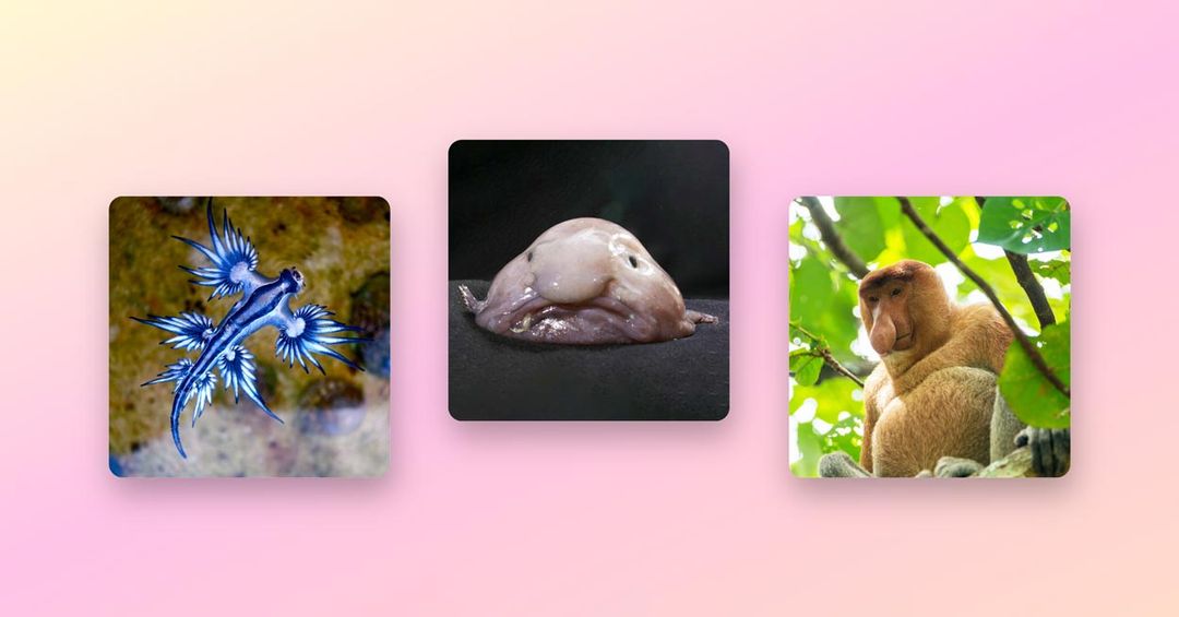Photos of the 21 Ugliest Animals 📸 + How To Protect Them