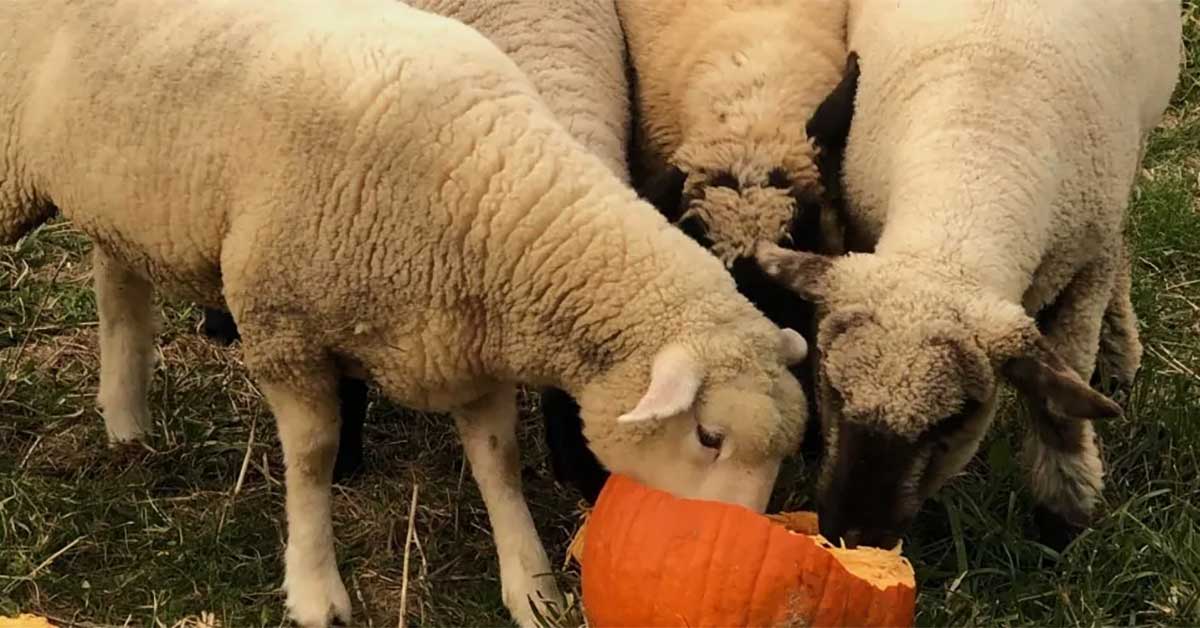 This is the Best Way To Toss Your Pumpkins After Halloween, According ...