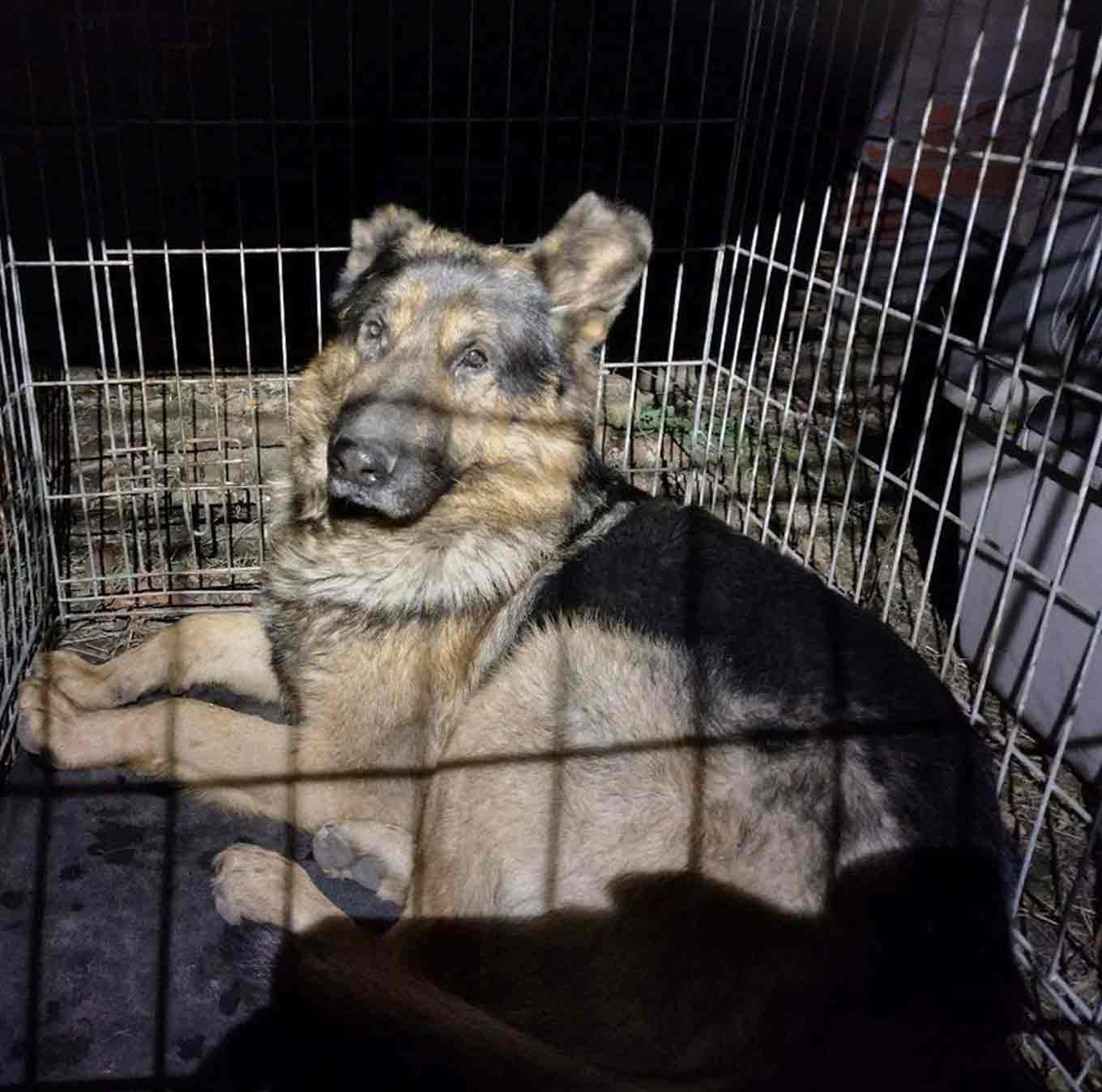 Courageous Volunteers Save Hundreds of Animals in Ukraine's War Zones