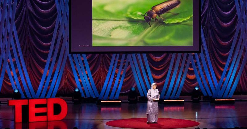 Climate Change is Killing Fireflies; Here’s Why (and How) We Should ...