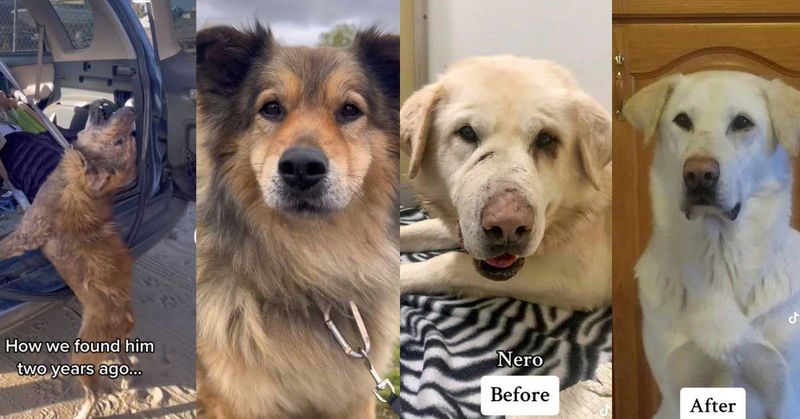 Watch the TikTok Trend Highlighting Before & After Transformations of ...