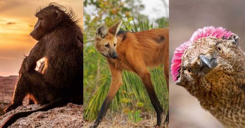 Watch The ‘Planet Earth 3’ Trailer and Stream New Episodes For Free