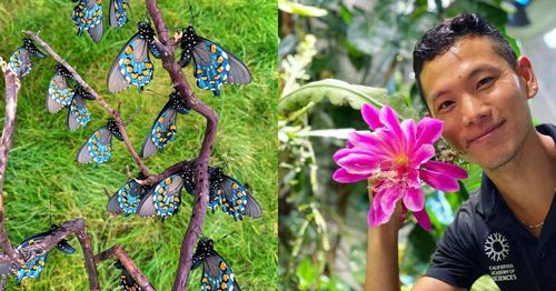 How One Man Single-Handedly Saved A Rare Butterfly Species That “Needed ...