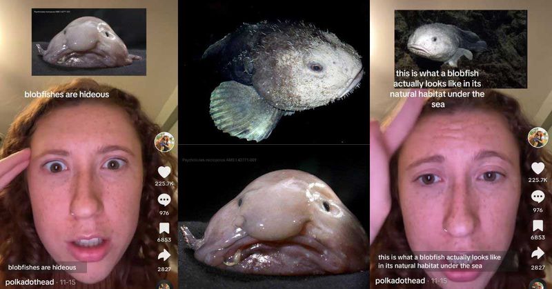 TikTok Wants You To Know That Blobfish Are Not Actually Ugly