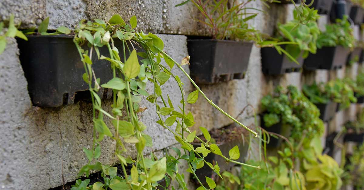 New Study Finds That Growing African Vegetables on Buildings Can Save ...