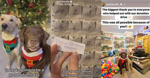 Reasons To Be Happy: Good Animal News