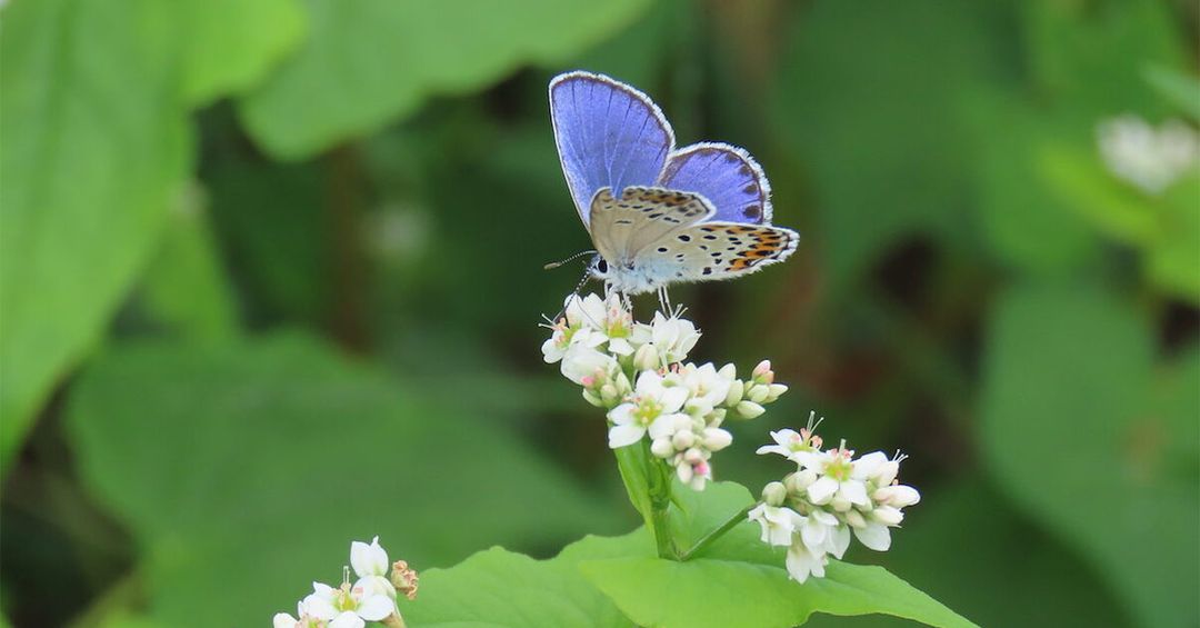 Preserving Nature's Artistry: How Human Communities Can Protect These ...