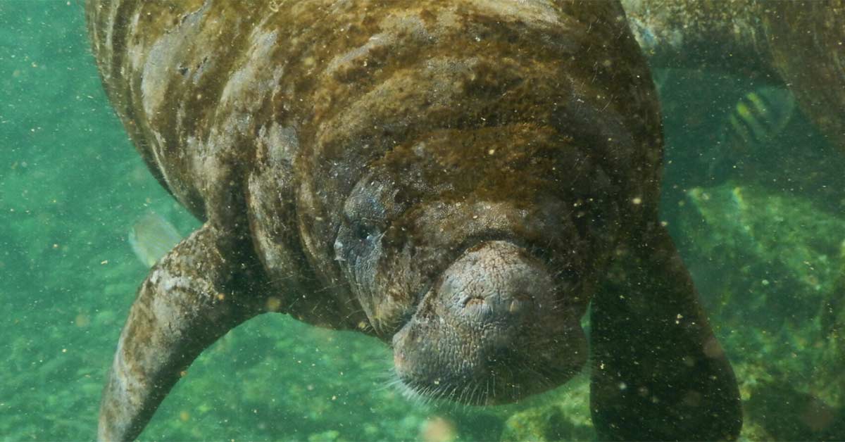 Community collaboration led to groundbreaking manatee rescue efforts