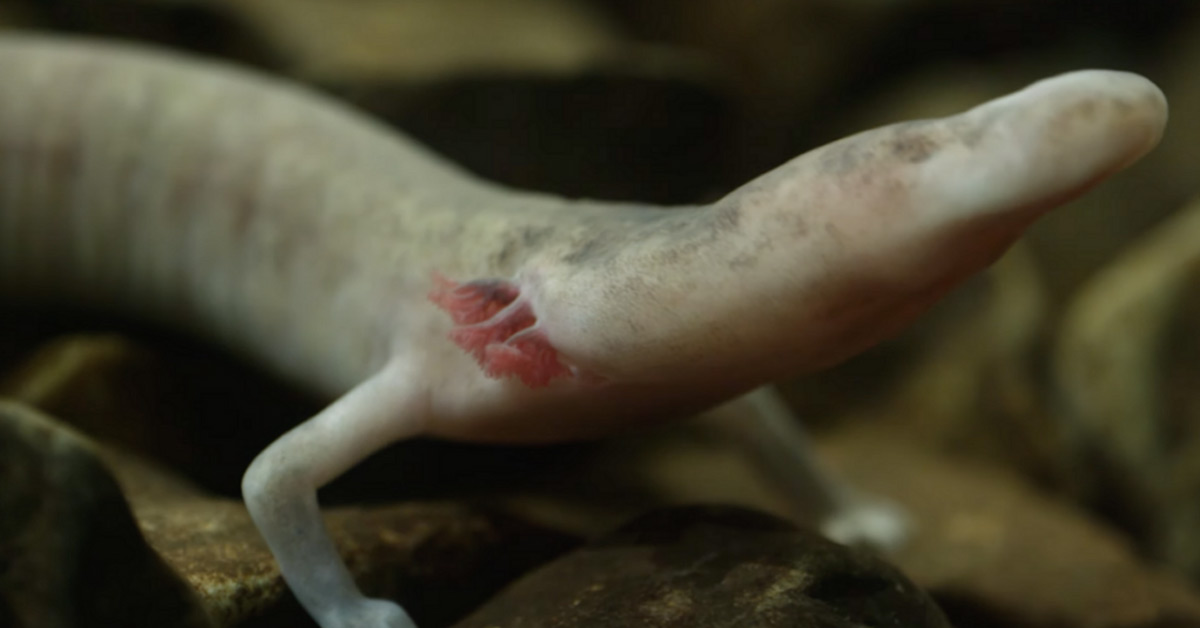 Endangered cave salamanders, once called 'couch potatoes,' surprise ...
