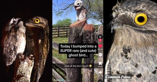 This 'ghost bird' is going viral on TikTok, raising awareness of a ...