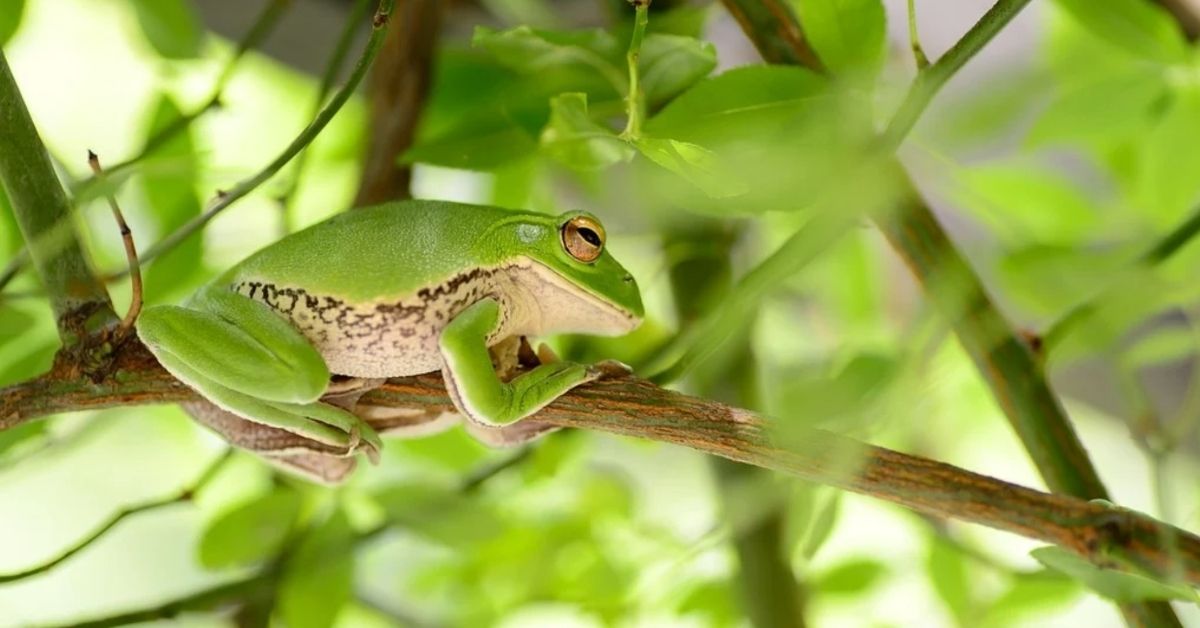 Scientists finally pinpoint fungal virus harming frogs and toads ...