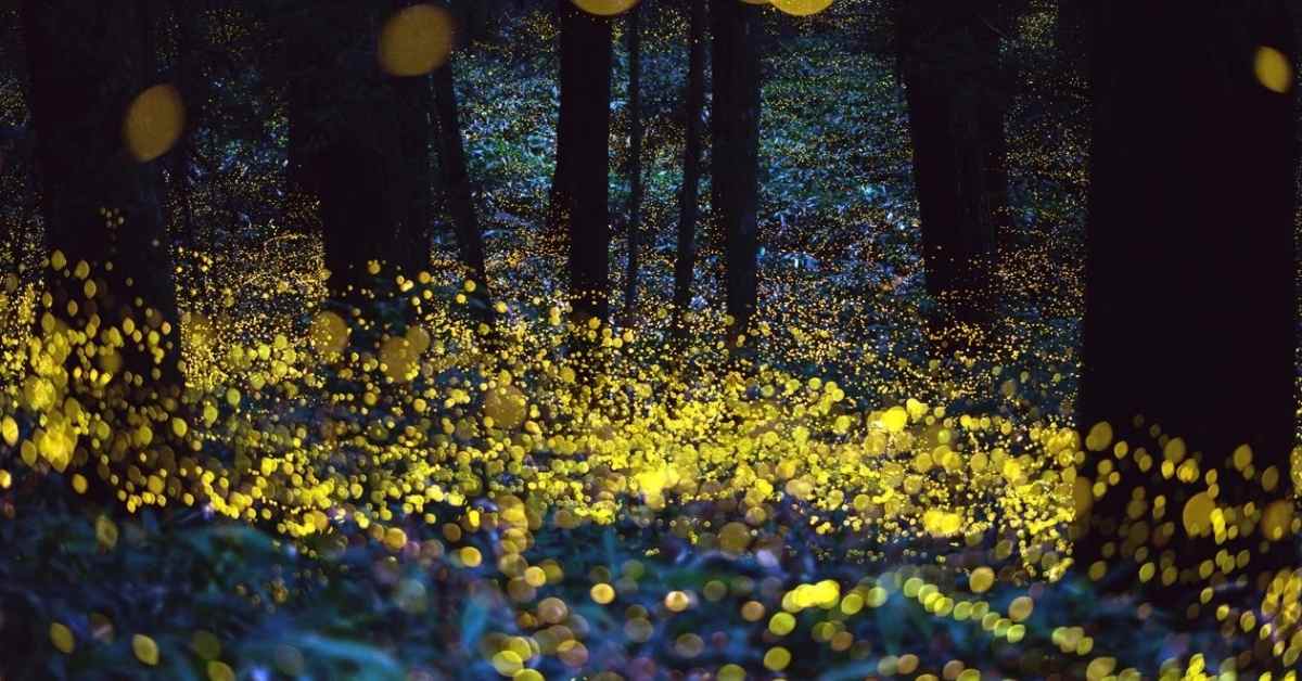 This National Park is opening a 'firefly lottery' for lucky winners to see a rare firefly light show