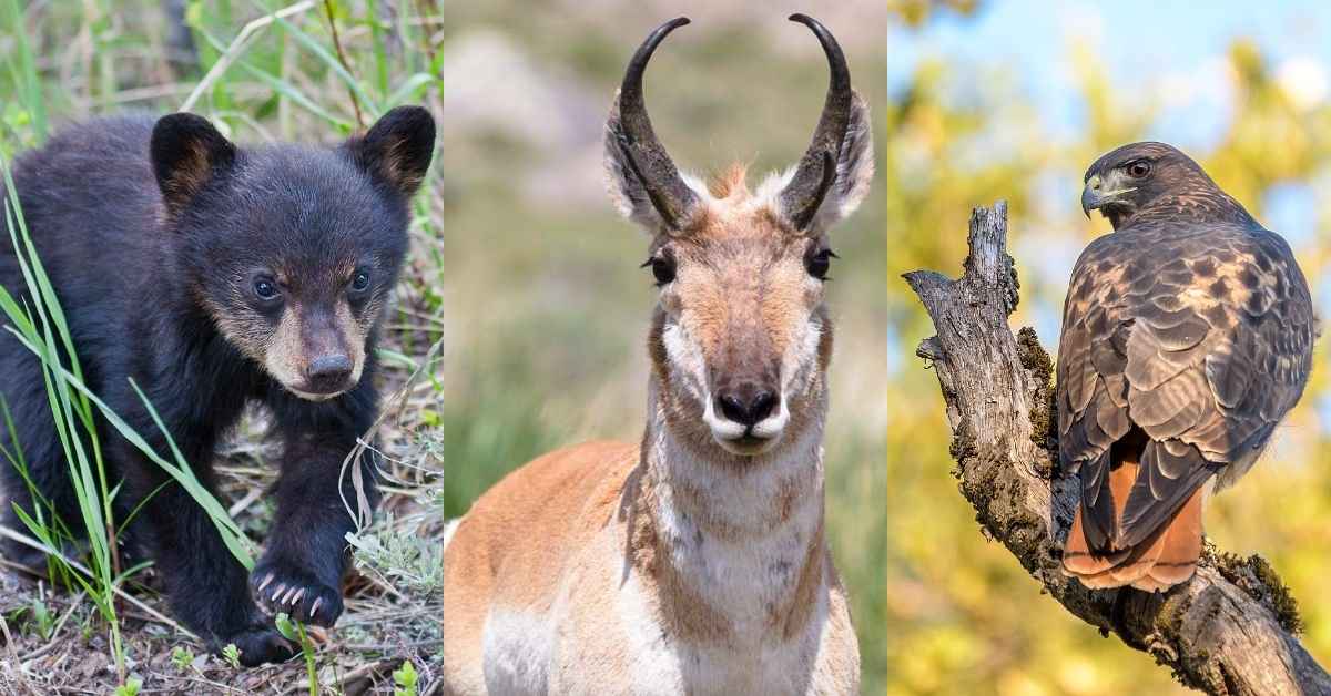 A San Francisco-sized piece of land has been preserved; protecting ...