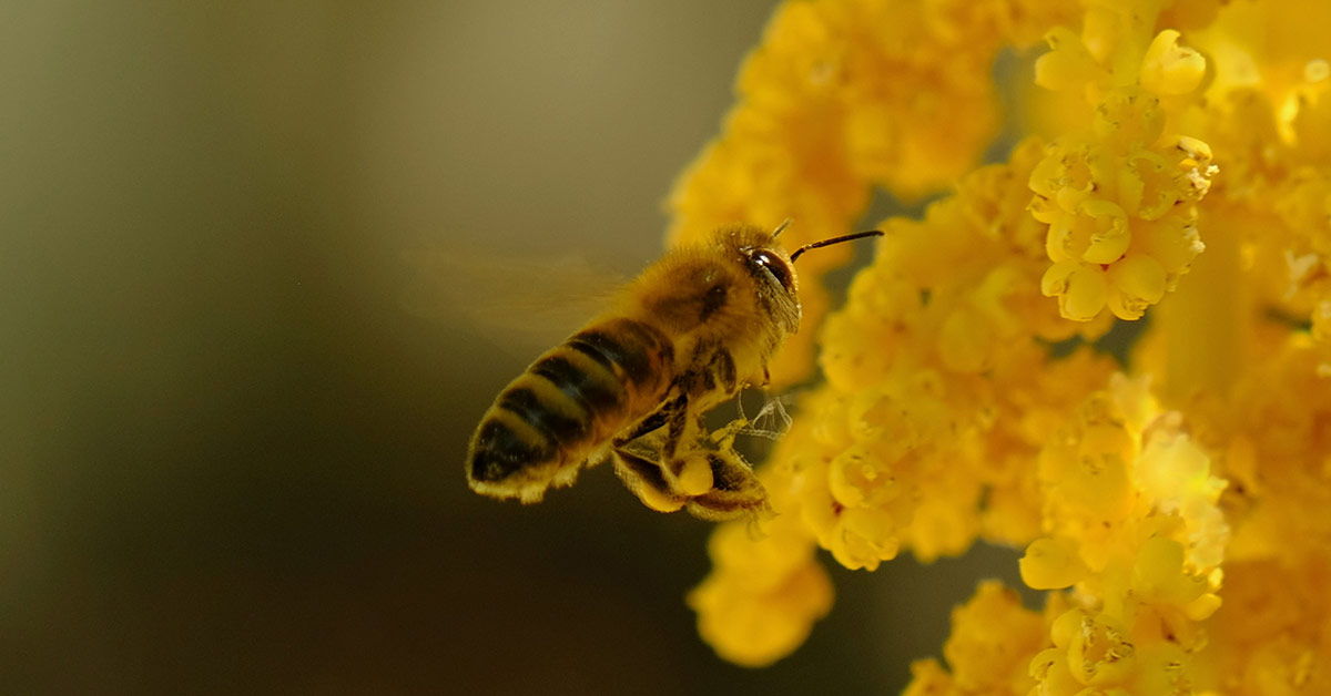 Instead of 'No Mow May,' help pollinators by adding native plants to ...
