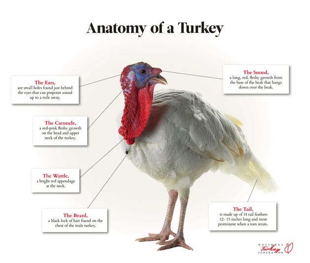 Turkey Facts | Minnesota Turkey Growers Association