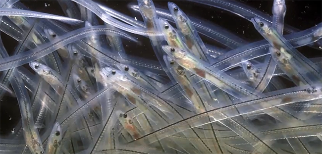 Conserving Tasmania's short-finned eel with a dam bypass