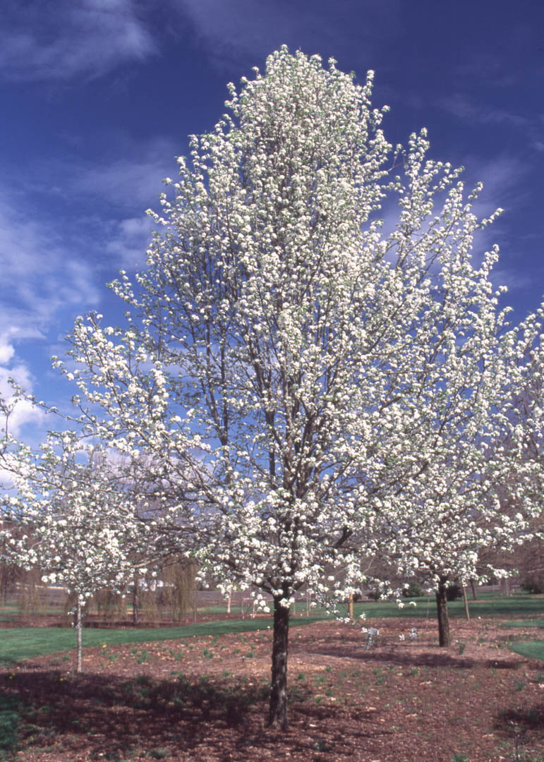 Trinity Pear Tree | Garden Gate Nursery
