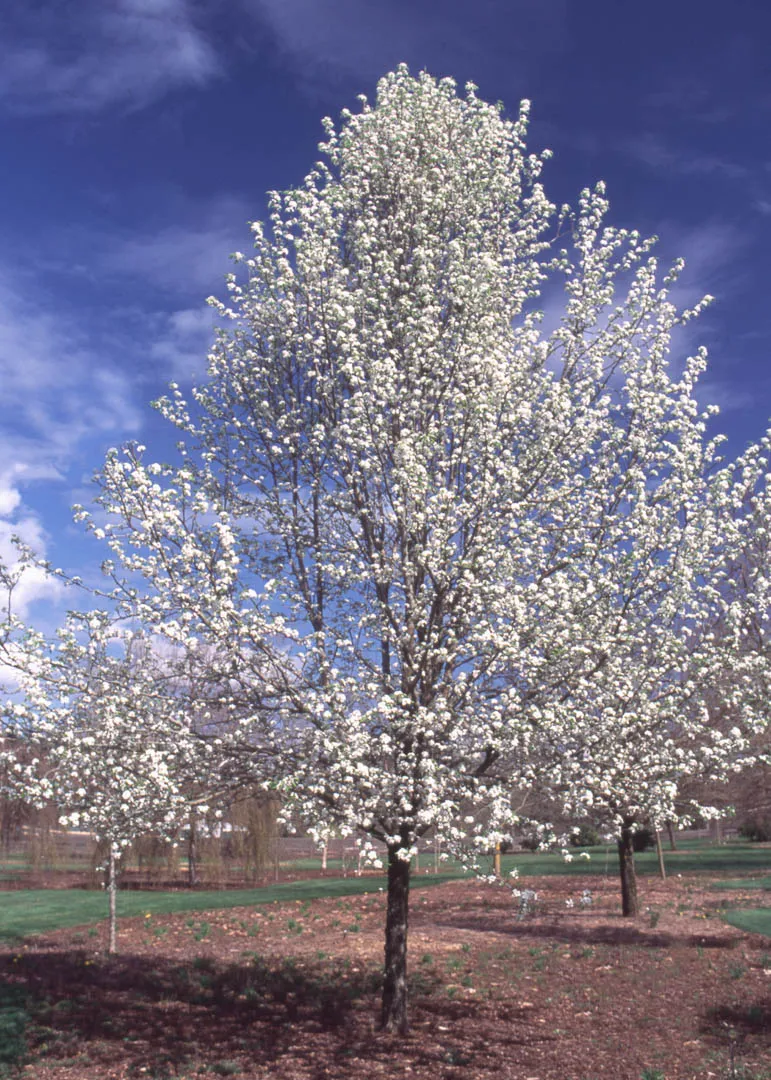 Aristocrat Pear Tree | Garden Gate Nursery