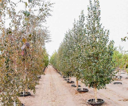 Dakota Pinnacle Birch Tree | Garden Gate Nursery