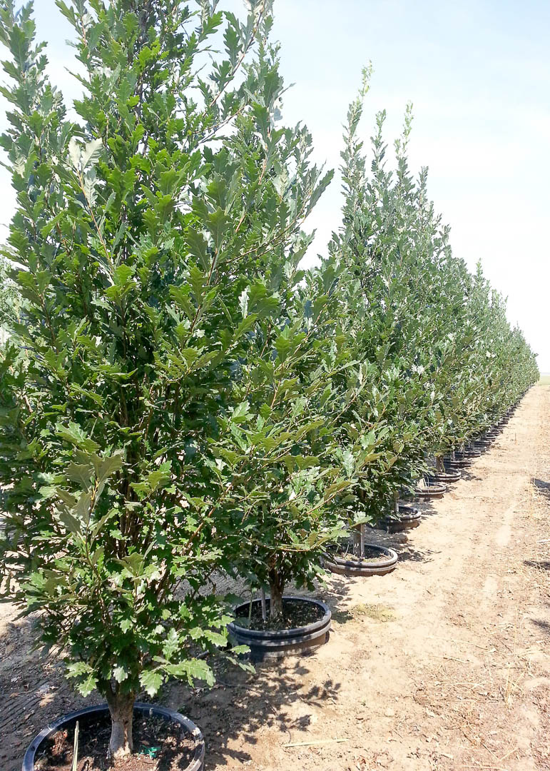Quercus Robur Fastigiata Skyrocket