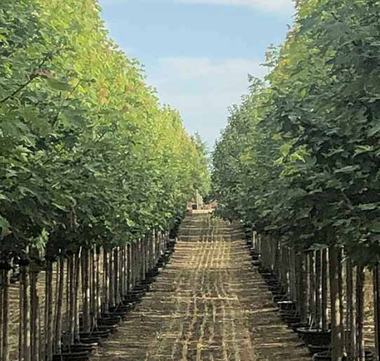 The Urban Sunset Maple Tree is a Dream Come True | Garden Gate Nursery