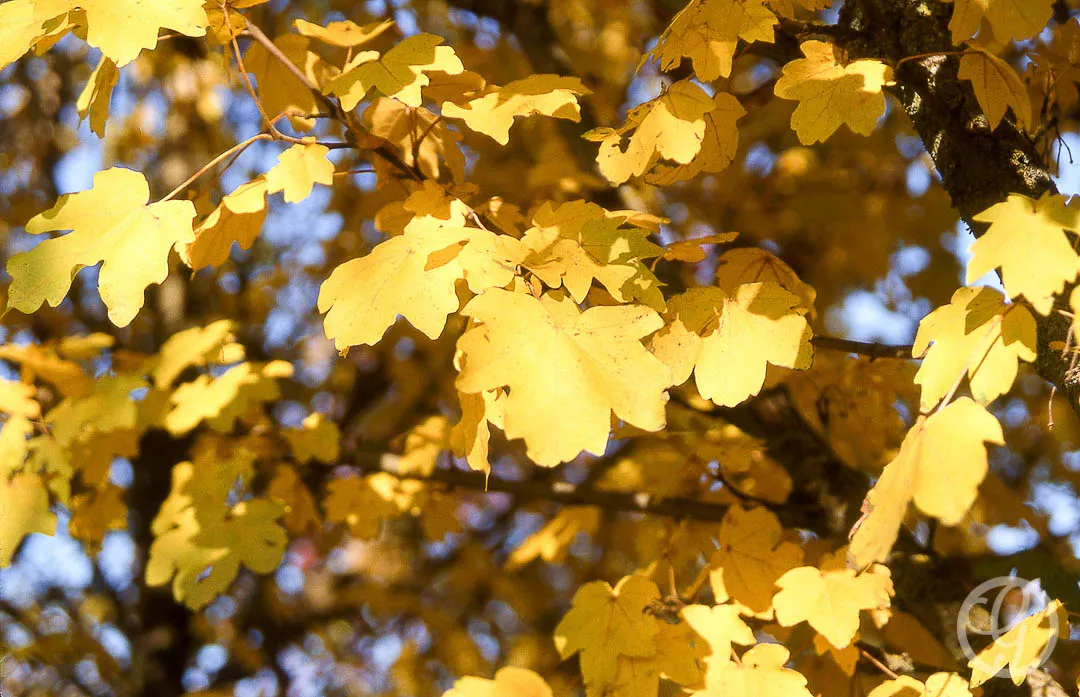 Metro Gold Maple Tree | Garden Gate Nursery