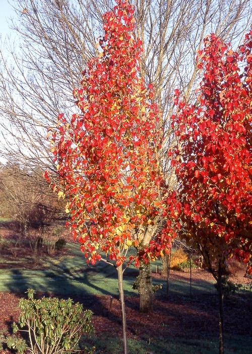 Capital Pear Tree | Garden Gate Nursery